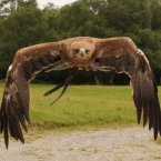 - Ireland's Blue Book